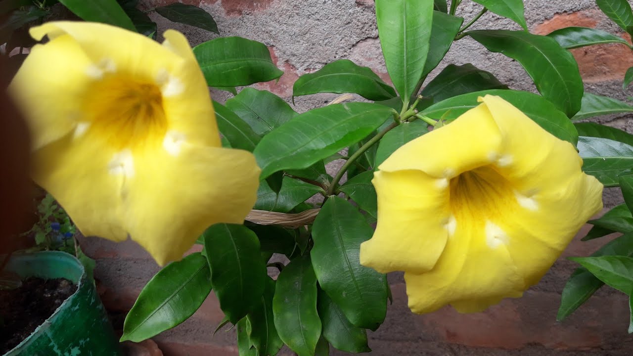 24.Allamanda plant care. 💞💞 - YouTube