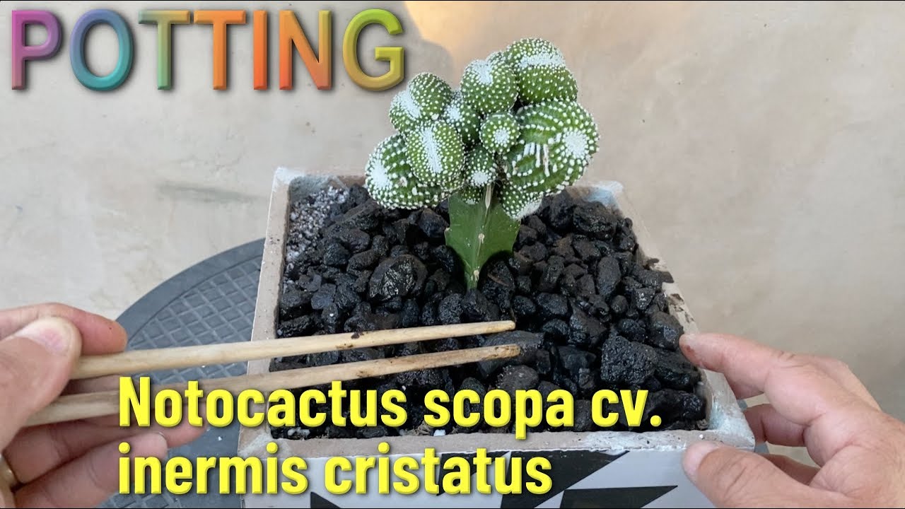 Potting Notocactus scopa cv. inermis cristatus - YouTube