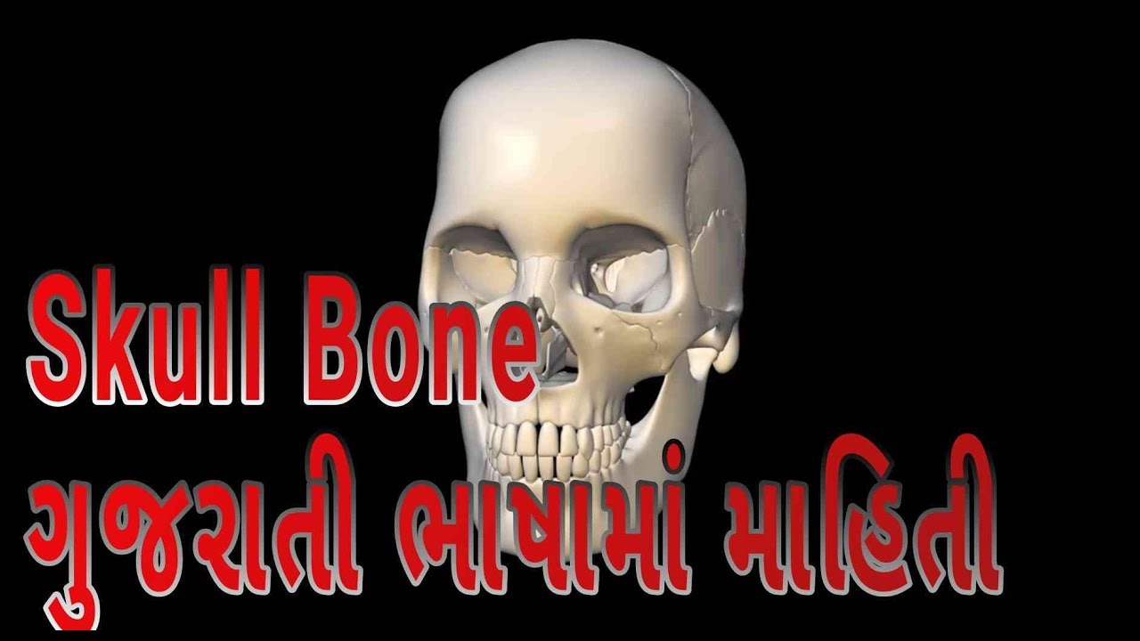 Skull Bones In Fully Gujarati Launguage Part 1 LlThe Fetal Skull L By skull-bones-in-fully-gujarati-launguage-part-1-llthe-fetal-skull-l-by