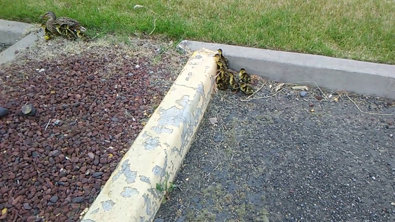 Baby duck gets left behind - YouTube