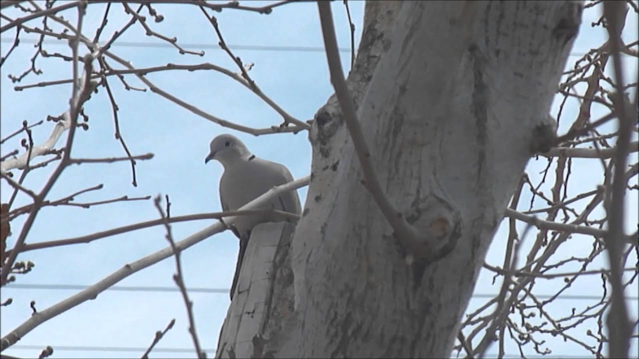 Mourning Doves Nesting In Tree - YouTube