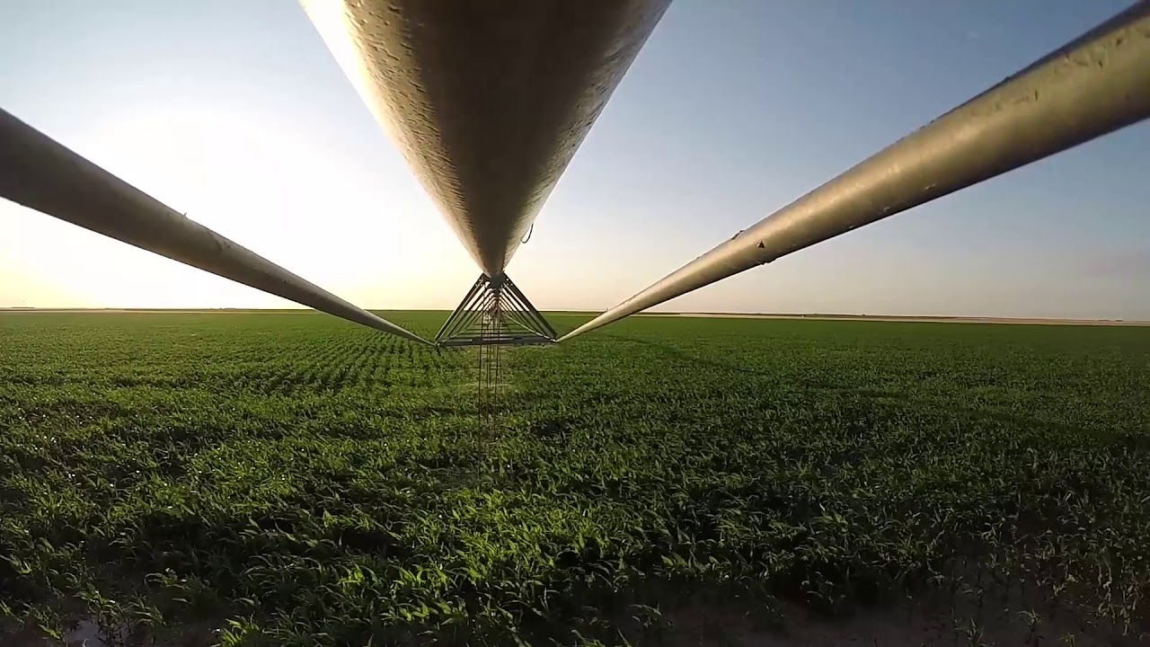 Kansas Corn Kernels of Knowledge Growing Corn in Southwest Kansas - YouTube