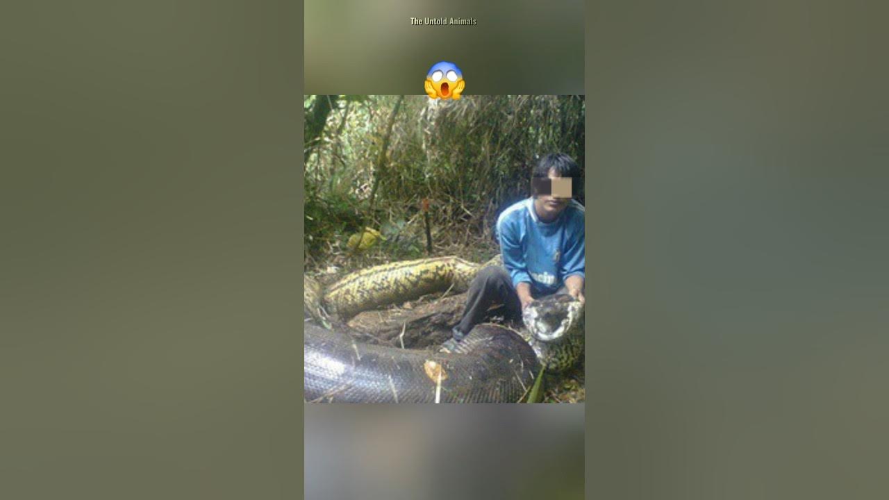 Longest Snake Ever Recorded - YouTube