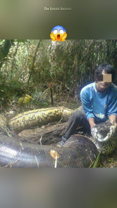 Longest Snake Ever Recorded - YouTube