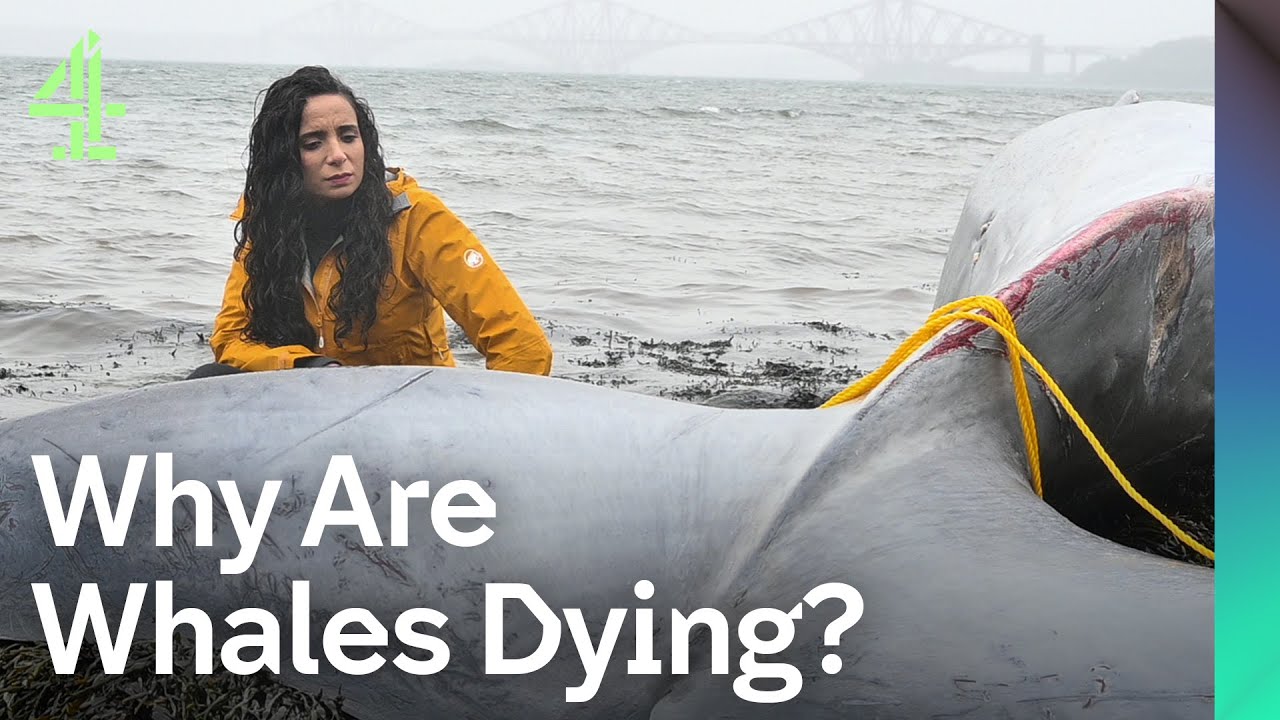 The Truth Behind Edinburgh's 40-Foot Whale Autopsy | What Killed the ...
