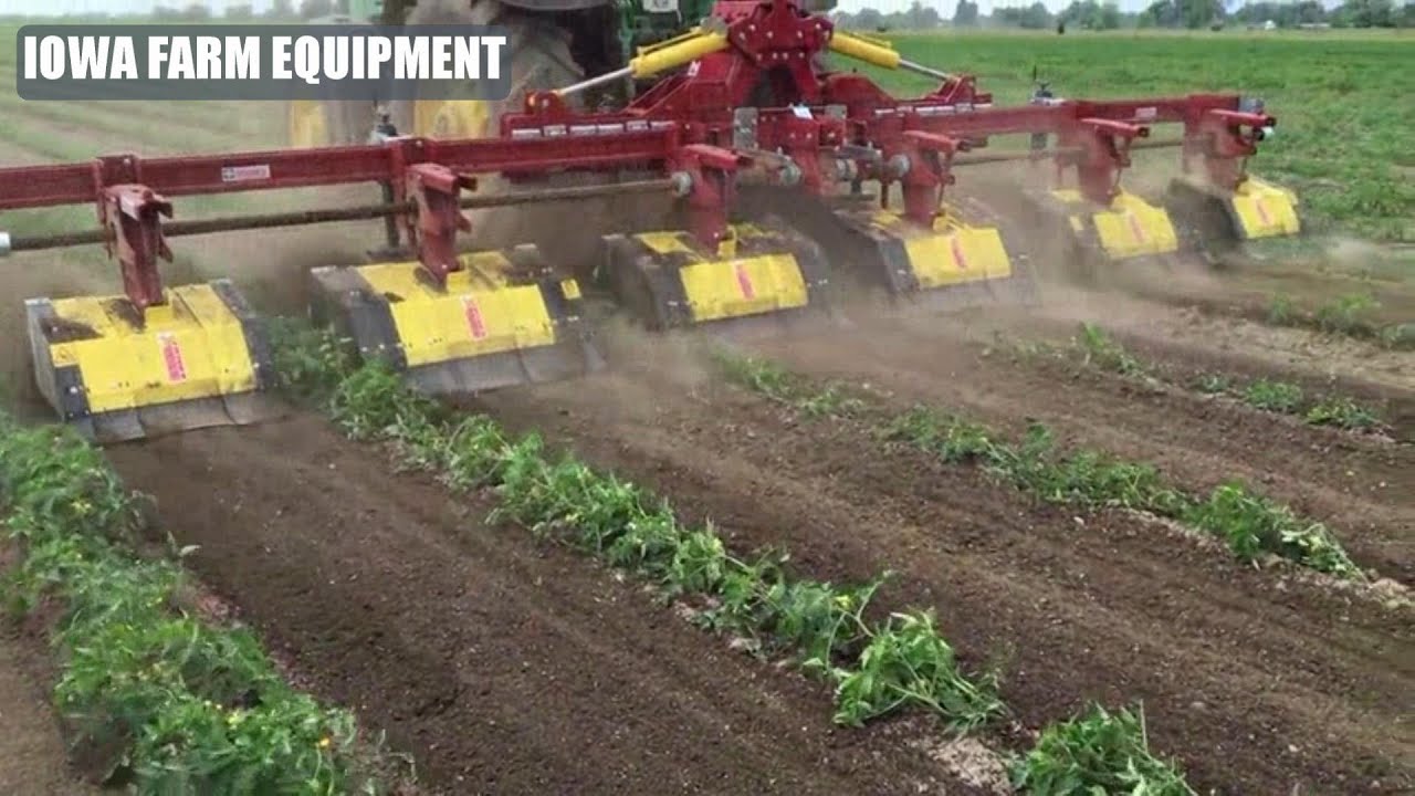 Inter Row Rotary Tiller Organic Weed Control Cultivating Tomatoes ...