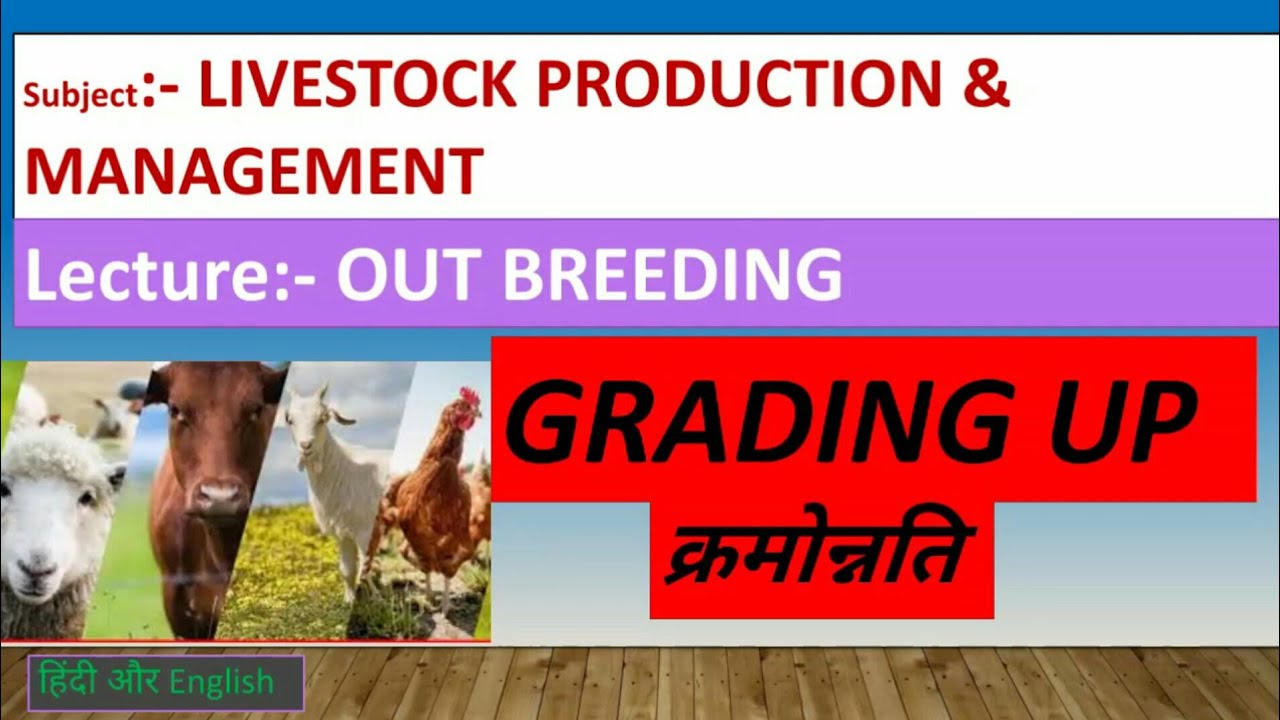 Out Breeding | बहिः प्रजनन | Grading Up | क्रमोन्नति | पशुप्रजनन विधि ...