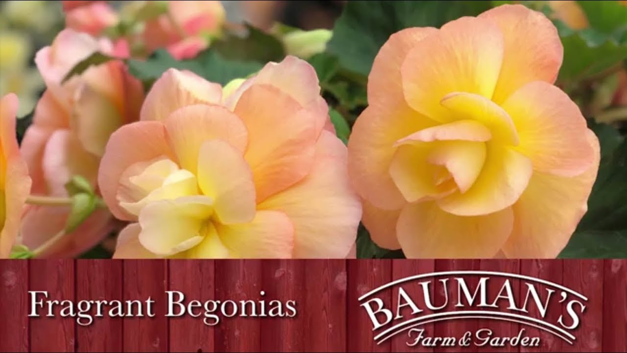 Fragrant Begonias - YouTube