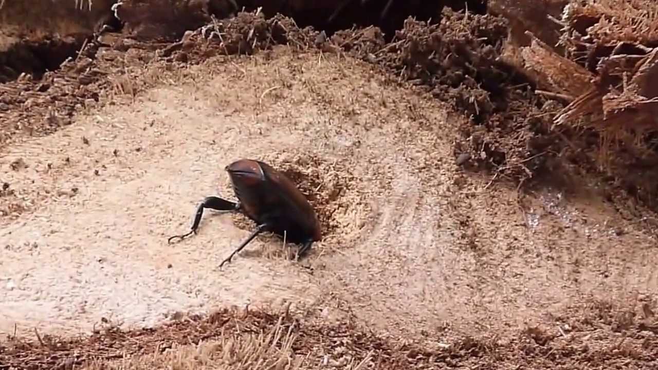 LE CHARANCON ROUGE, TUEUR DE PALMIERS - YouTube