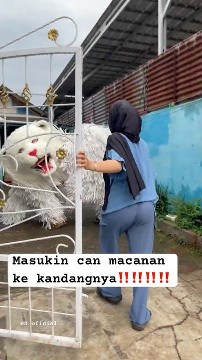 Masukin dulu can macanan ke kandang ‼️ - YouTube