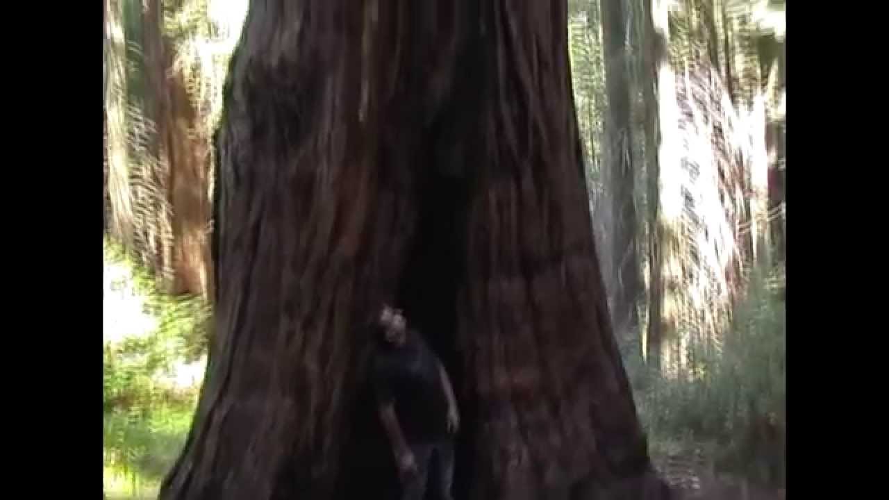 Illusion Trick Mammoth tree Yosemite National Park Mammut Baum - YouTube