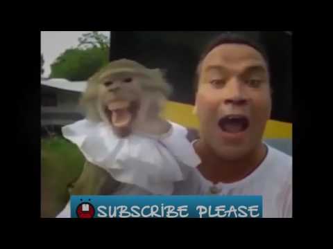 FUNNY Animals Talking & Screaming Like Humans! Yelling Dogs Cats and Animal COMPILATION!