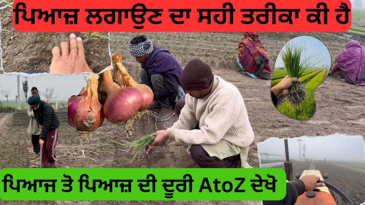 ਪਿਆਜ਼ ਇਸ ਤਰਾਂ ਲਾਵੋ, ਜੇ ਜ਼ਿਆਦਾ ਝਾੜ ਲੈਣਾ A to Z ਜਾਣਕਾਰੀ pyaj kaise ugaye ...