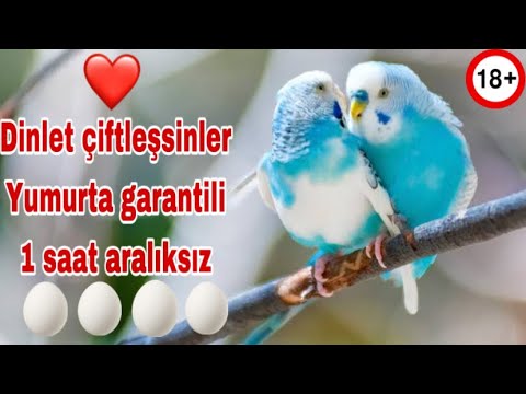 Muhabbet kuşu çiftleştirme sesi/muhabbet kuşları kızıştırma sesleri/muhabbet kuşu eşleştirme sesi