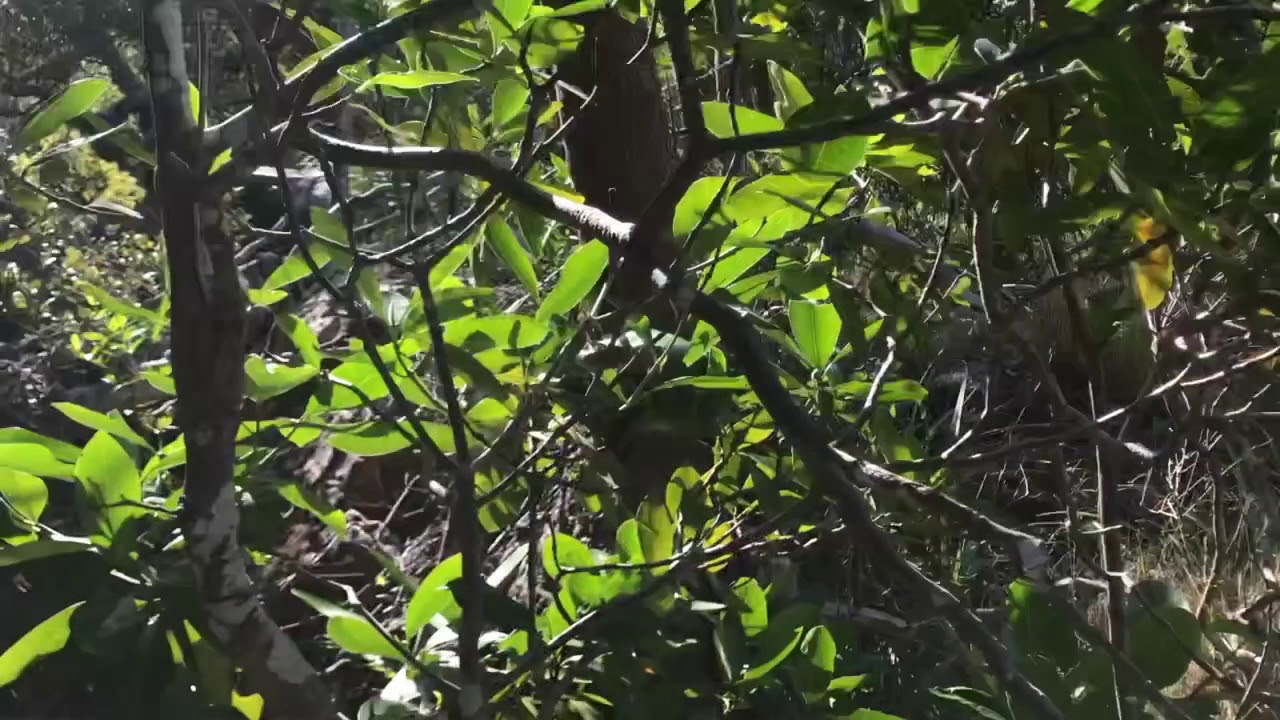 Beachcombers Cove part2 - YouTube