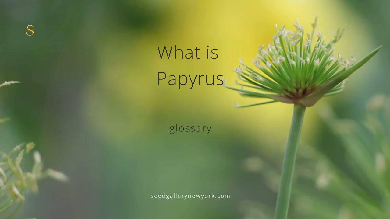 Exploring Papyrus: The Origins of Paper and Its Impact on Ancient ...