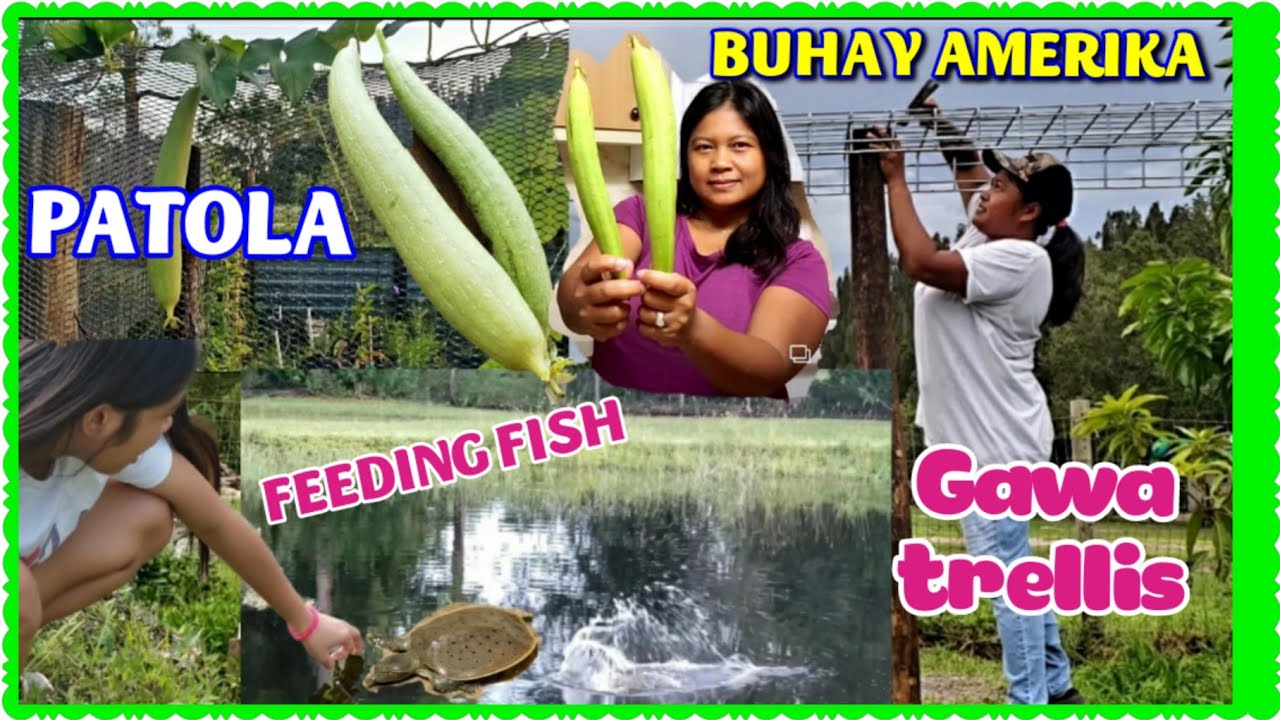 PATOLA FIRST HARVEST | FEEDING FISH SA POND | TRELLIS FOR PATOLA ...