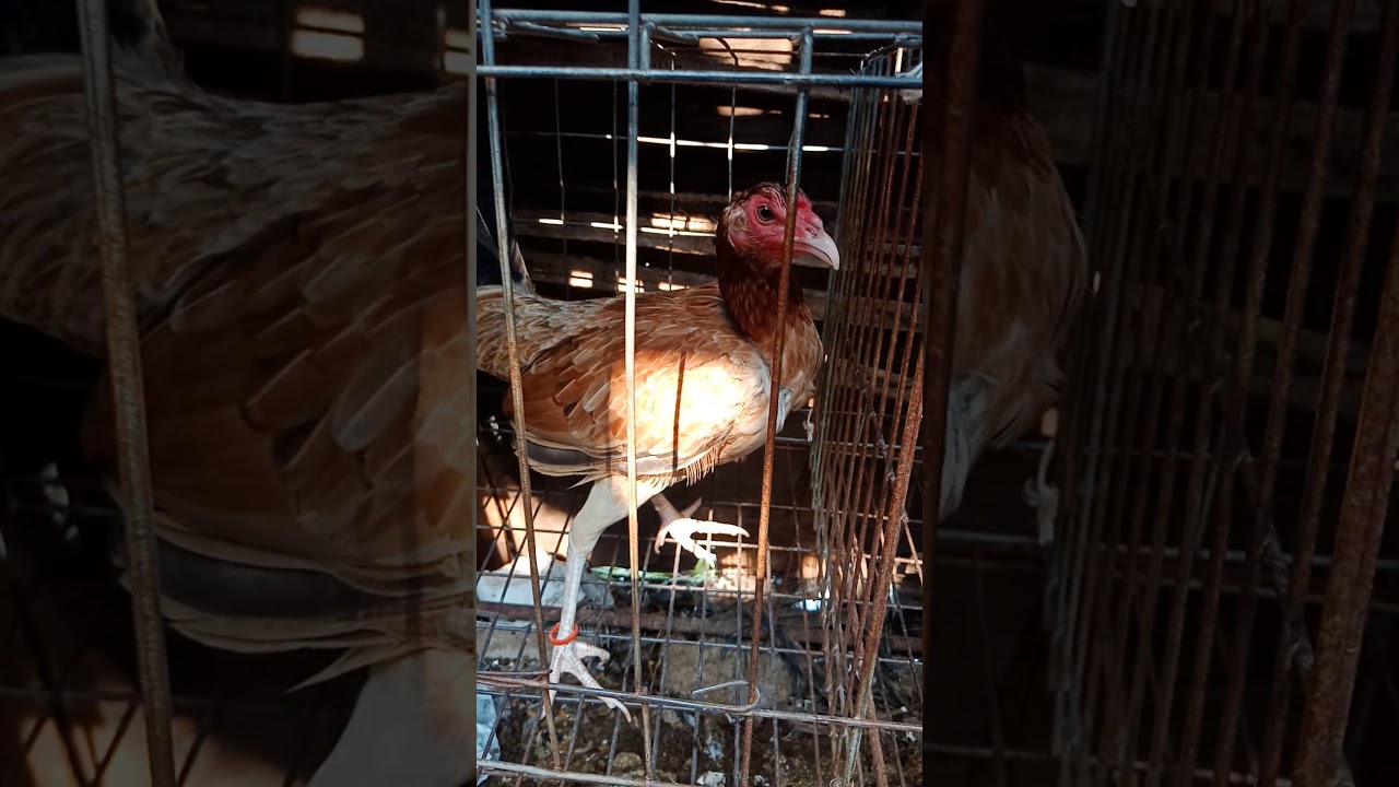 Pure Allen Roundhead - YouTube