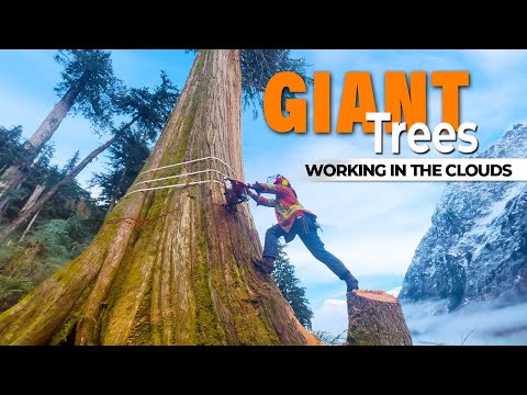 22. A Great Day Being A Lumberjack | BIG Cedar Country