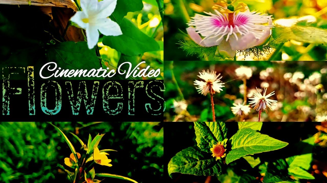 FLOWERS CINEMATIC VIDEO || Nature Cinematic || RELAXING Video 🍃 - YouTube