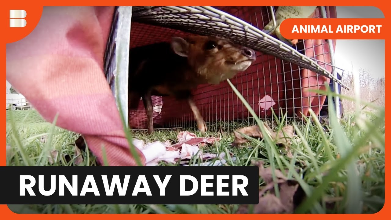 Deer Escape Drama - Animal Airport - S02 EP02 - Animal Documentary ...
