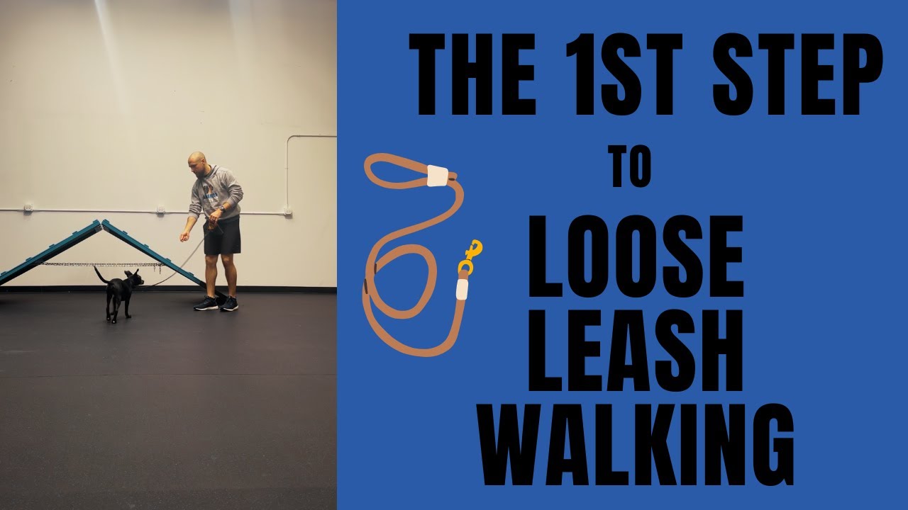 The First Step to a Loose Leash Walk! (For All Dogs 🐶) - YouTube