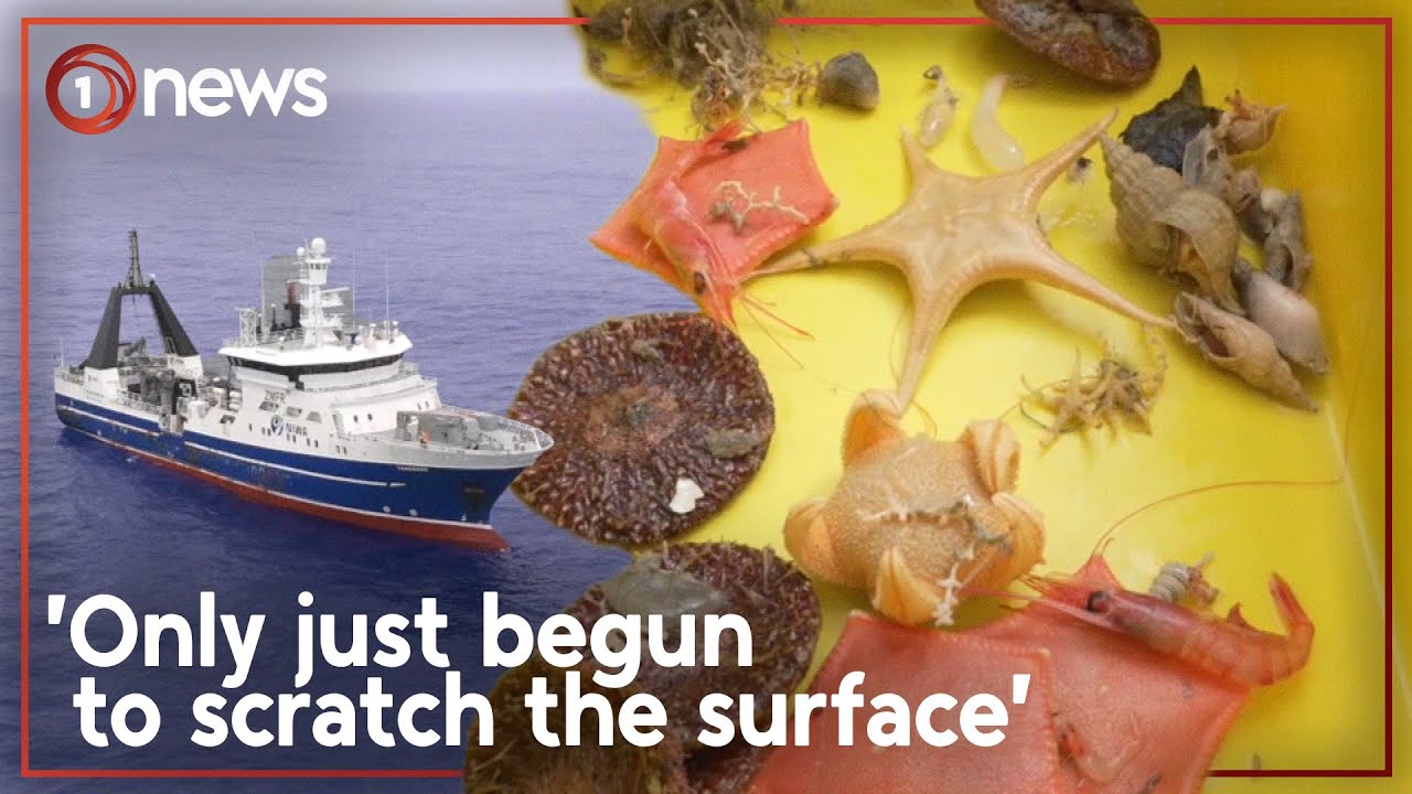 100 new ocean species discovered in New Zealand | 1News - YouTube