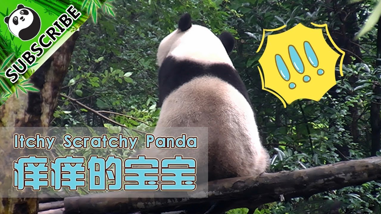 The Itchy Scratchy Panda | iPanda - YouTube