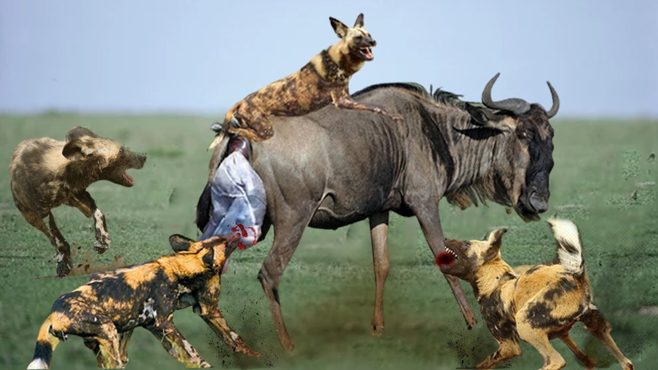OMG!!!! Pack of Hungry Wild Dogs Attacking Wildebeest About to Give ...