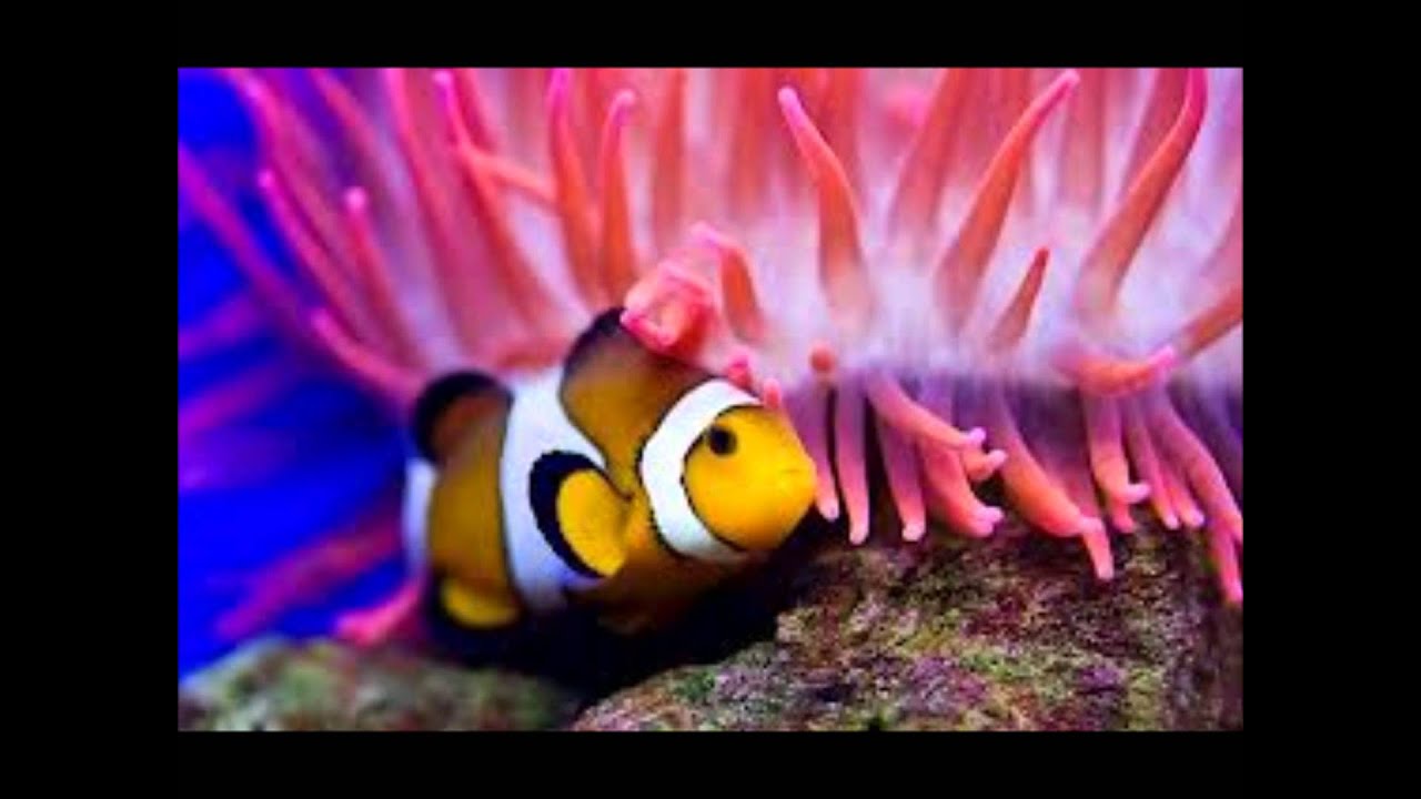 clown fish and sea anemone - YouTube