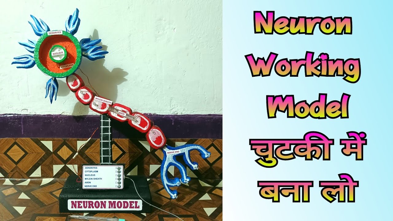 Neuron Working Model setup video in hindi | best biology model ...