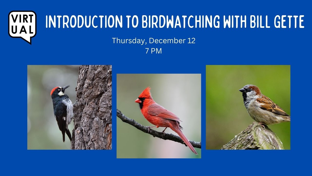 Introduction to Birdwatching with Bill Gette - YouTube