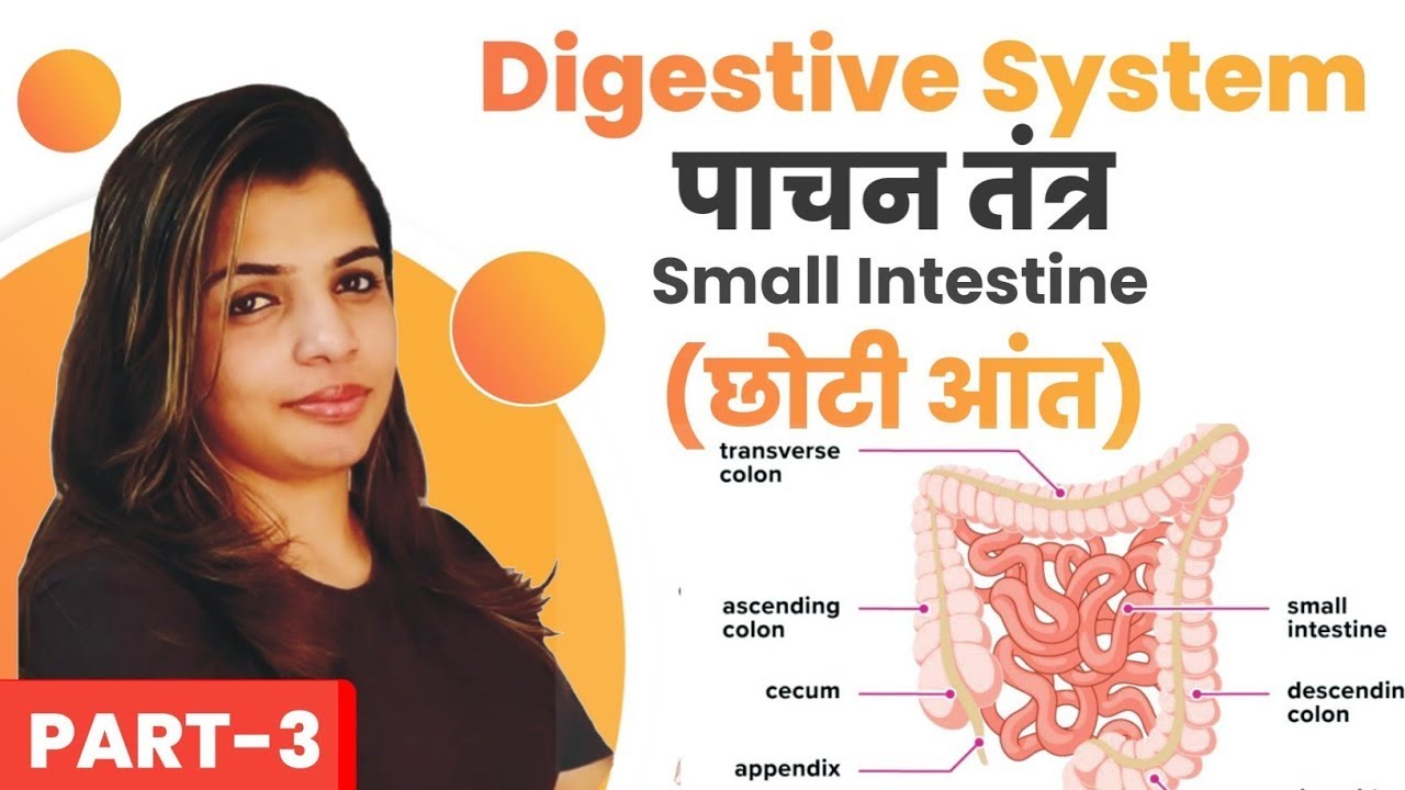 small intestine | digestive system | Biology Crash Course | general ...