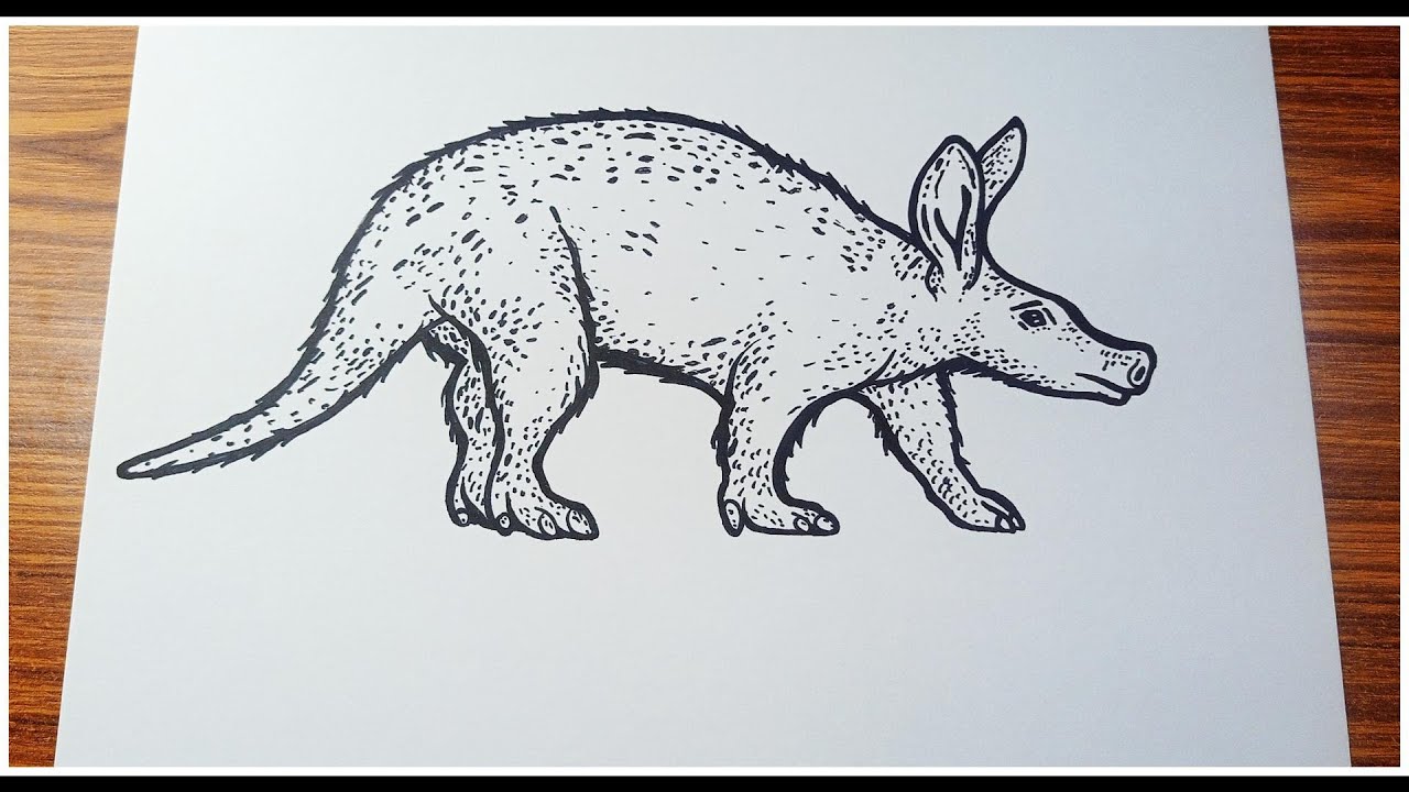 How to draw a Aardvark. Easy Aardvark drawing tutorial. - YouTube