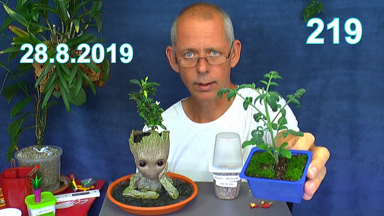 Groot Bonsai Chili Tomaten im Haus klein halten und wie geht das mit ...