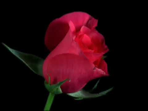 Instagram/Wp durum için duygusal video#75