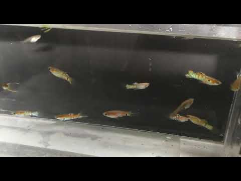 Endler/Guppy Ginga base gray - YouTube