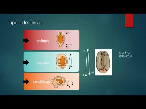 BOTÁNICA. Unidad 20. 2° parte del Ciclo de Angiospermas (3° de 5 vídeos ...