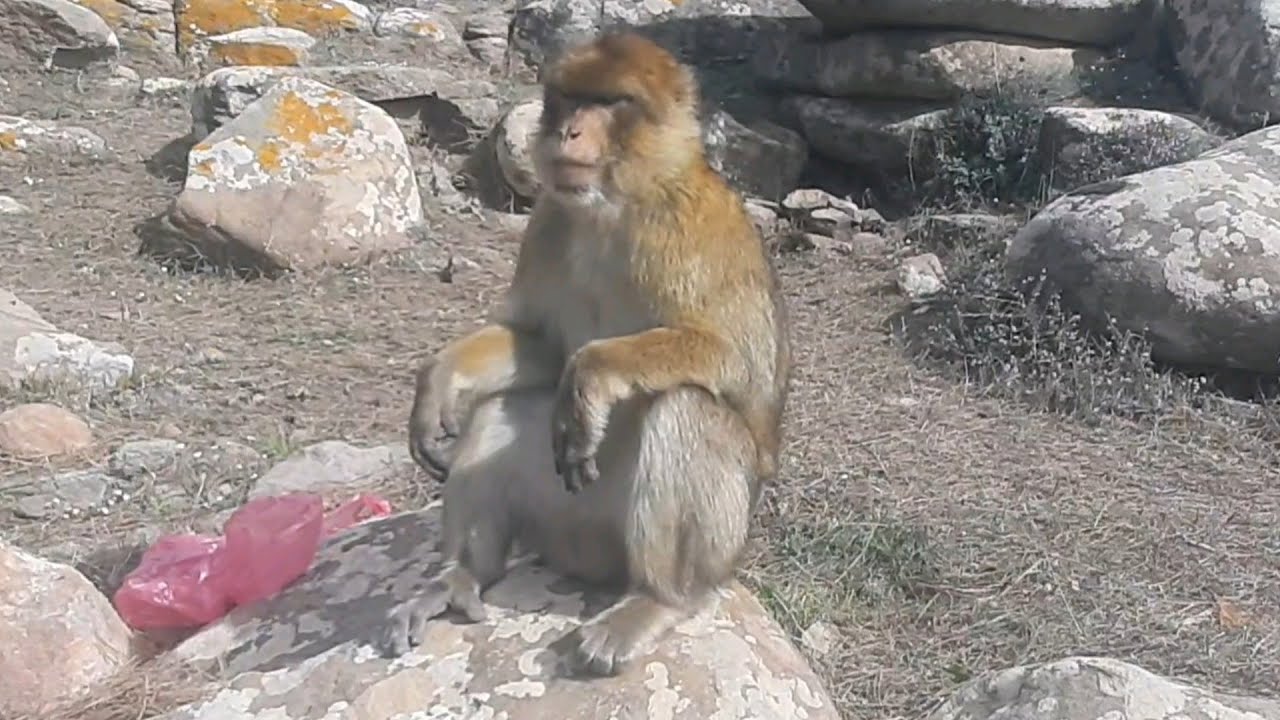 Monkey eating sweet potato #monkey🦧 #Singe mangeant la patate douce🦍🥔🥔 ...