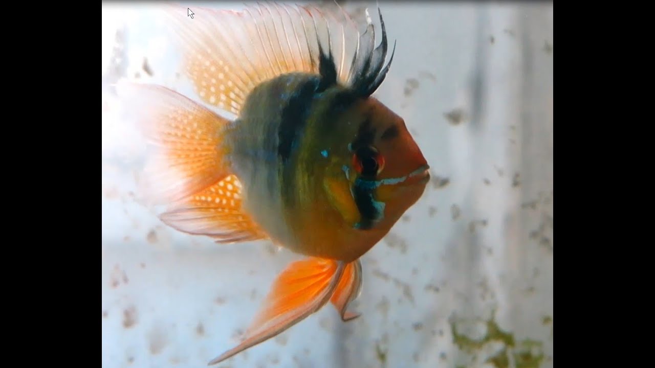 Balloon Blue Rams - YouTube