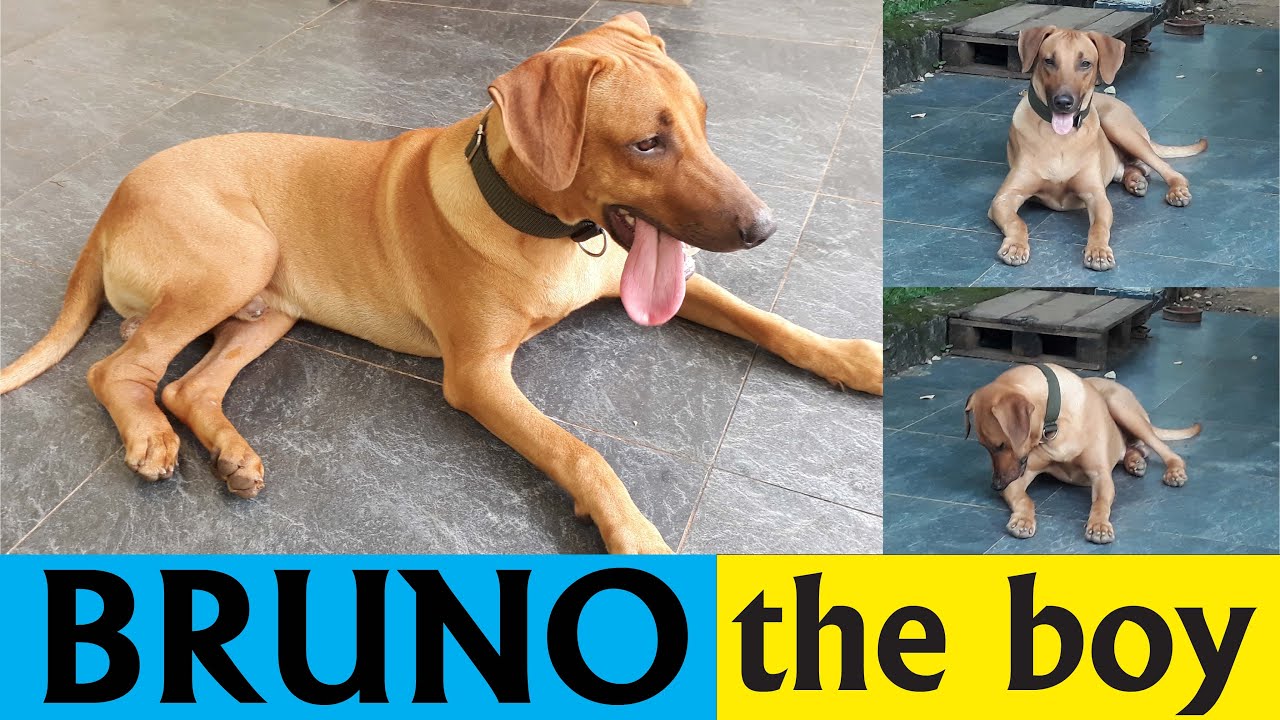 Introducing Bruno the boy dog, the ridgeback our boy not a street dog ...