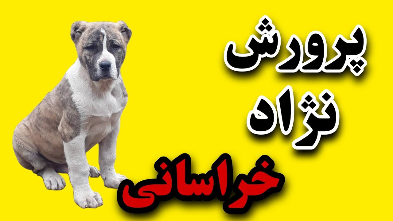 نحوه نگهداری و پرورش سگ خراسانی تایبادی Youtube