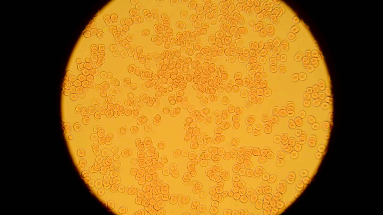 Blood Cell Timelapse at 100x - YouTube