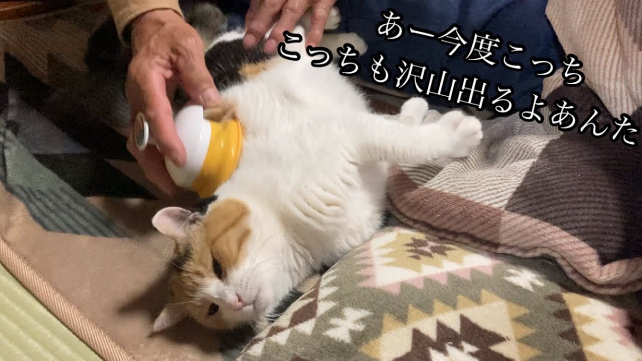 【三毛猫】優しく語りかけながらブラッシングする父（2023年4月9日） - YouTube