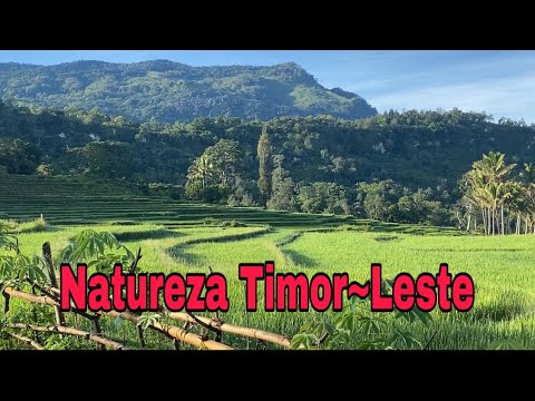 Natureza De Timor~Leste 🇹🇱😍🌿🍀🍃 - YouTube