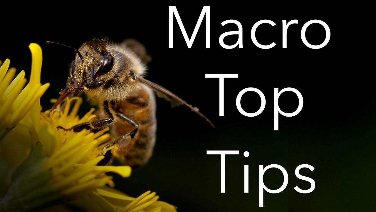 Macro photography tutorial: Equipment, lighting and settings - YouTube