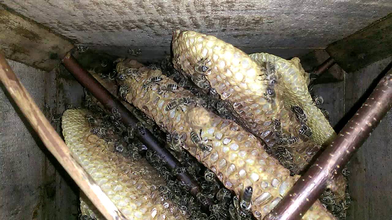 VČELY (BEE): 160607 Japonský úl - po vyrojení (japanese beehive ...