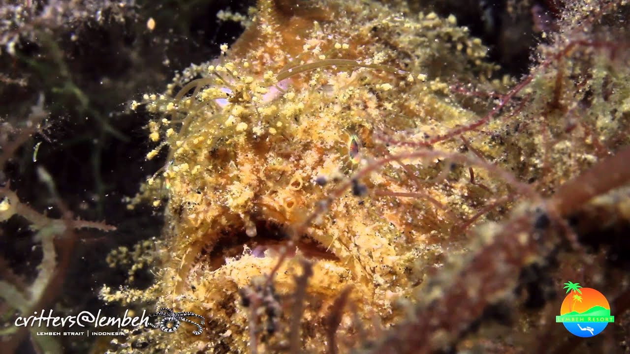 Muck Diving in Lembeh Strait Critters of the Weeks 31 - 33 - YouTube