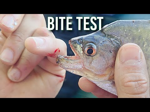 Piranha Bite Test: Are Piranhas Actually That Dangerous?