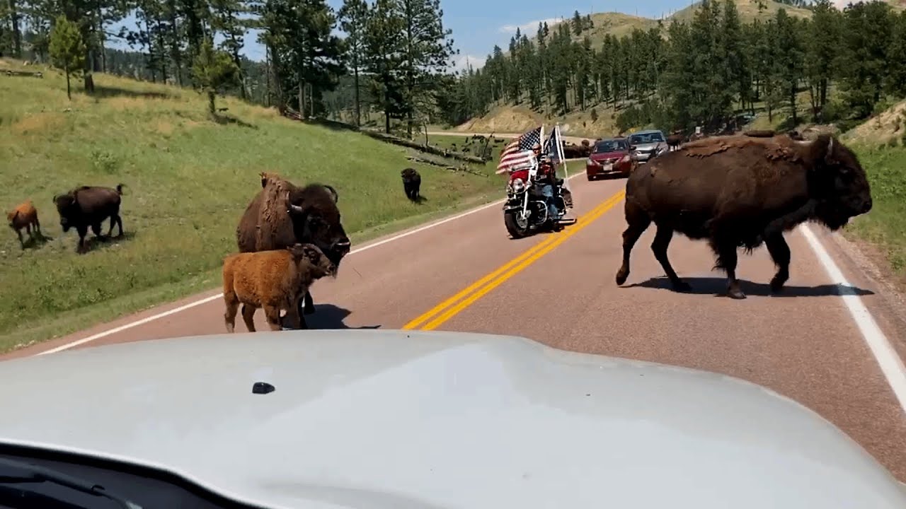 Bikers Vs Bison 😱 - YouTube